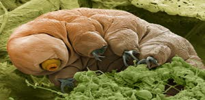 Tardigrades – The Toughest Animals on The Planet - Vidya E News
