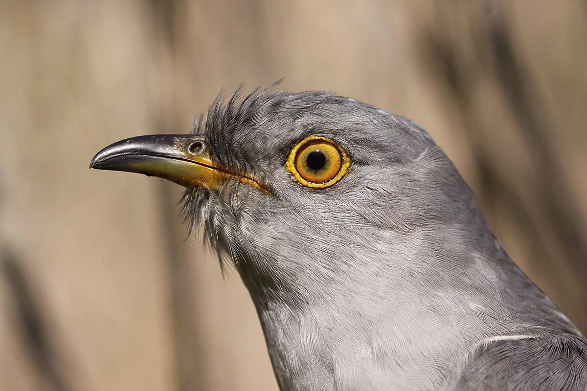Do you know that even birds have a built-in goggle? - Vidya E News