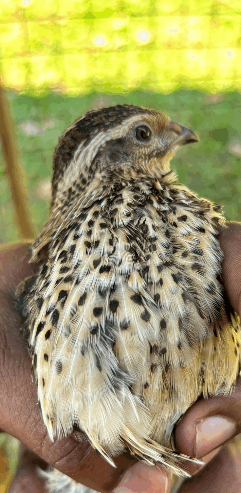 From Micro-livestock to Macro-Impact: Quail Eggs Can Transform Food ...